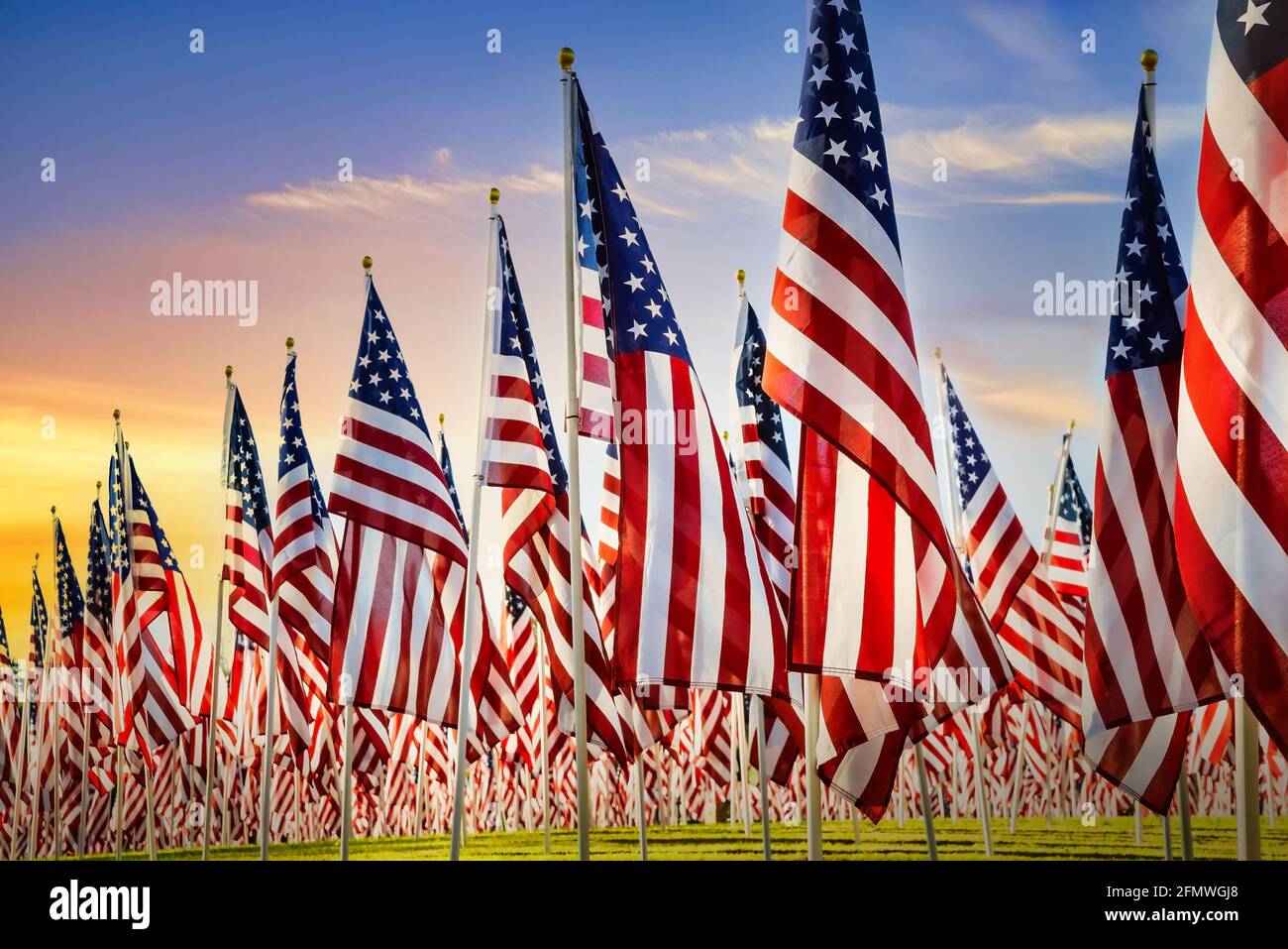 American flags standing in the green field against beautiful morning ...