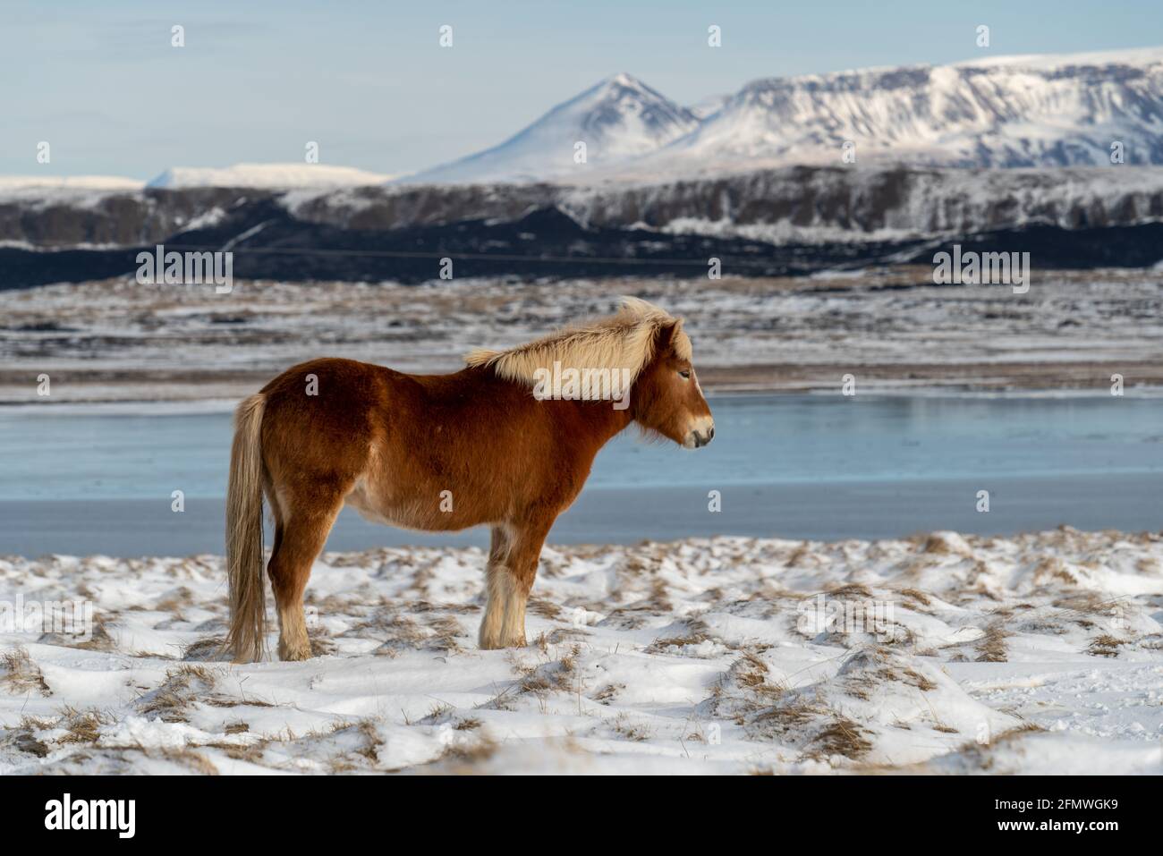 Icelandic horses. The Icelandic horse is a breed of horse created in ...