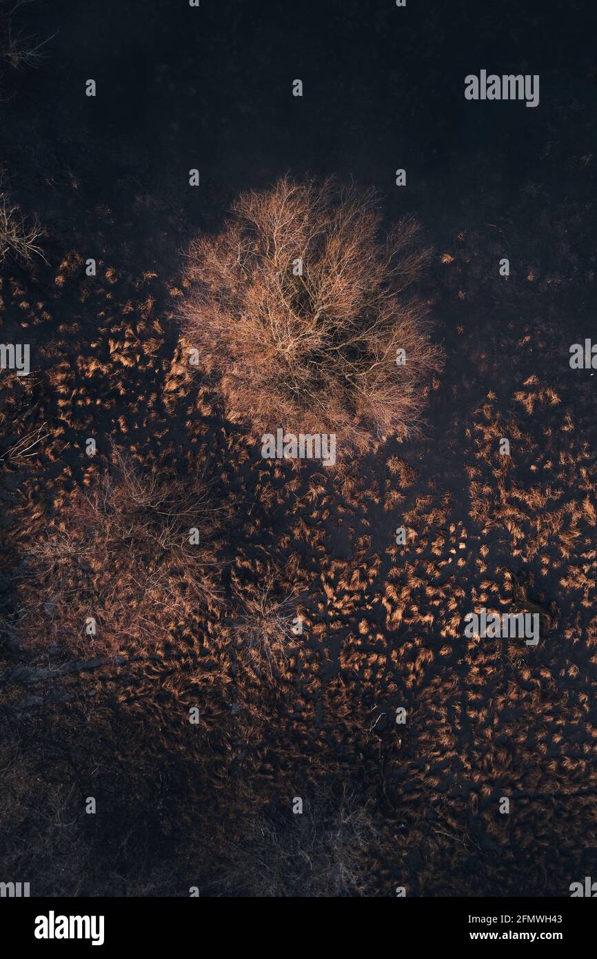 Aerial top view of deciduous tree in floodplain from drone pov, marshy ...