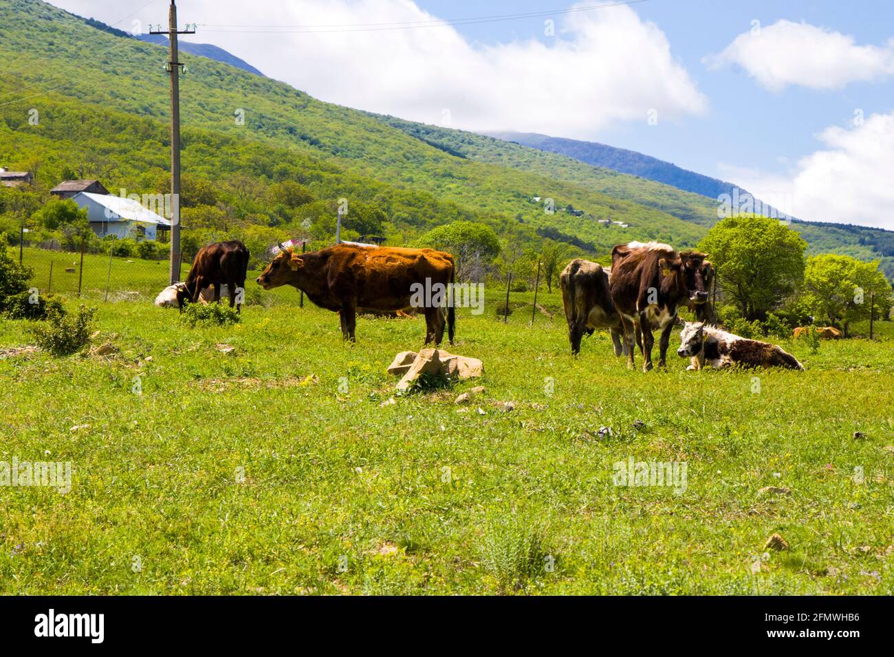 Cows in the field, farming and agriculture in village of Georgia ...