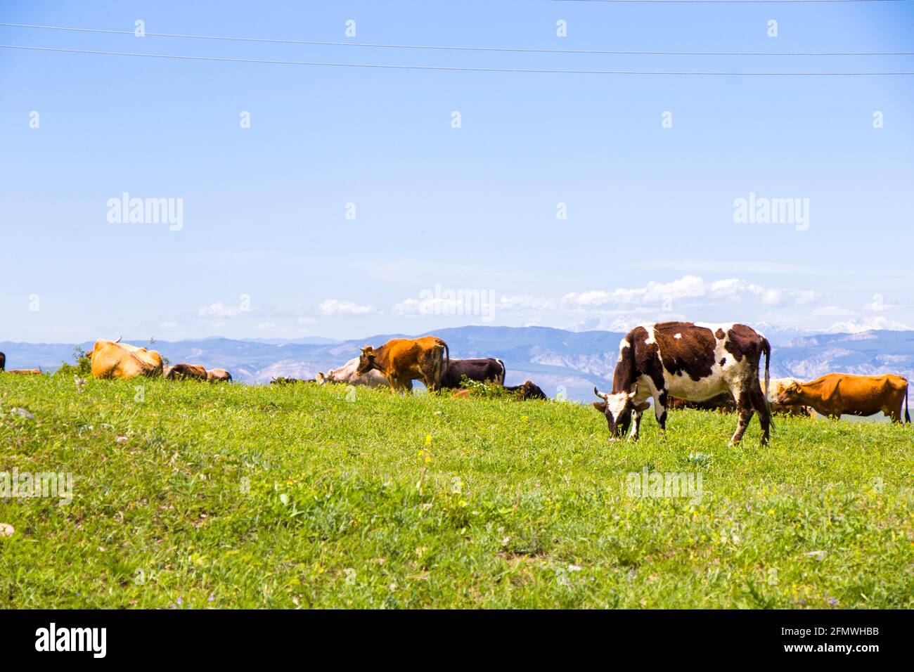 Cows in the field, farming and agriculture in village of Georgia ...