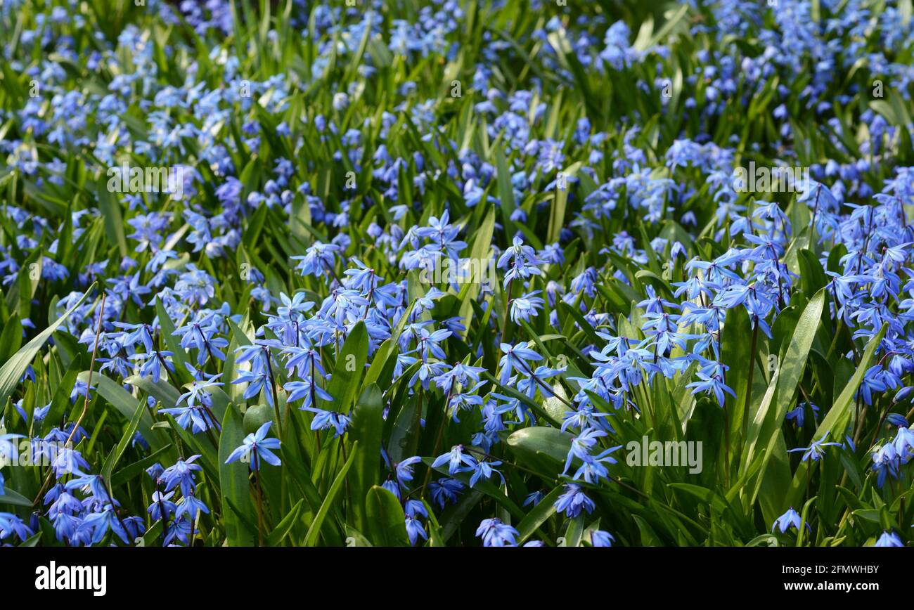 Bluebells background hi-res stock photography and images - Alamy