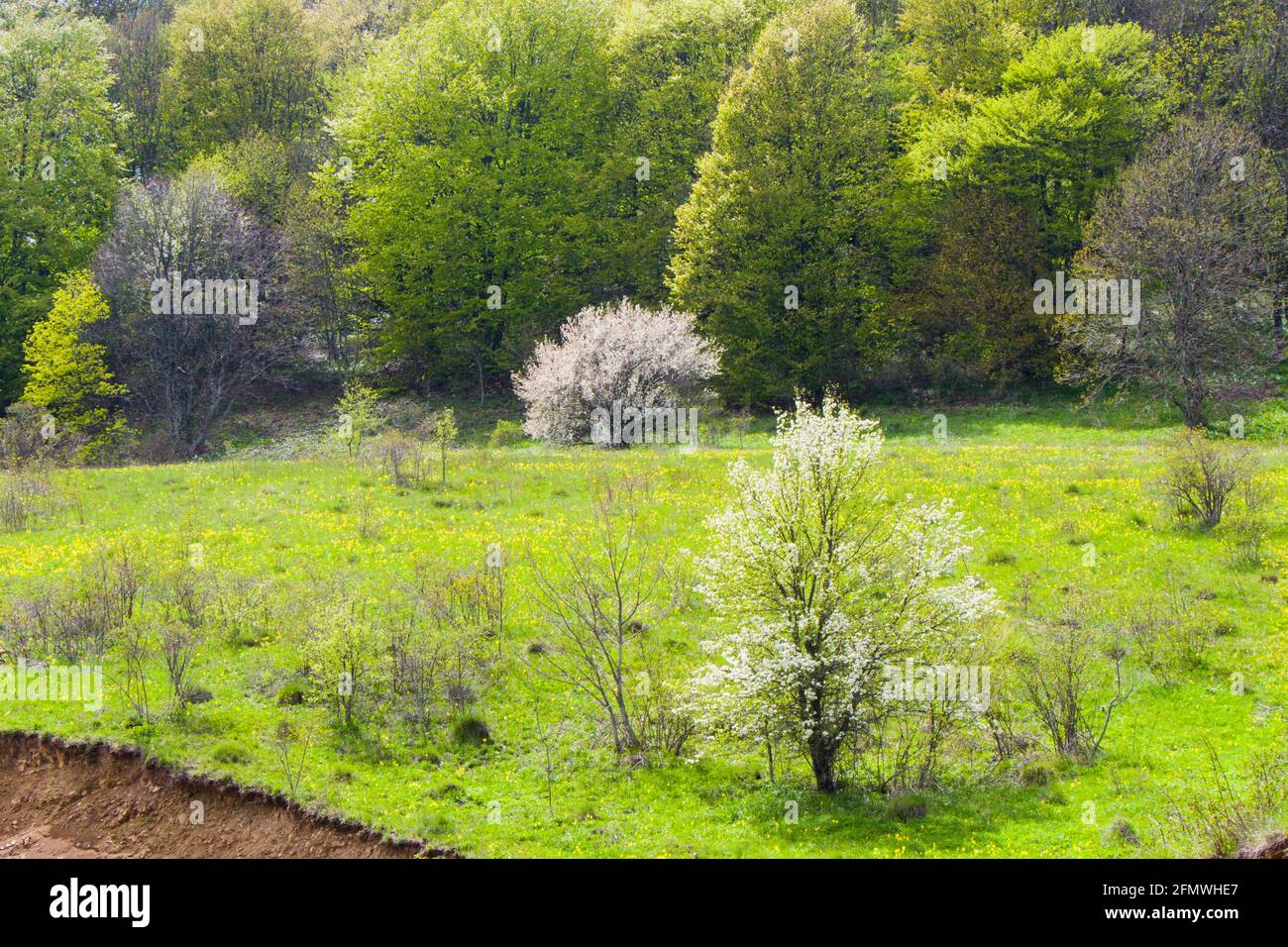 Springtime forest landscape in the mountain of Georgia Stock Photo - Alamy