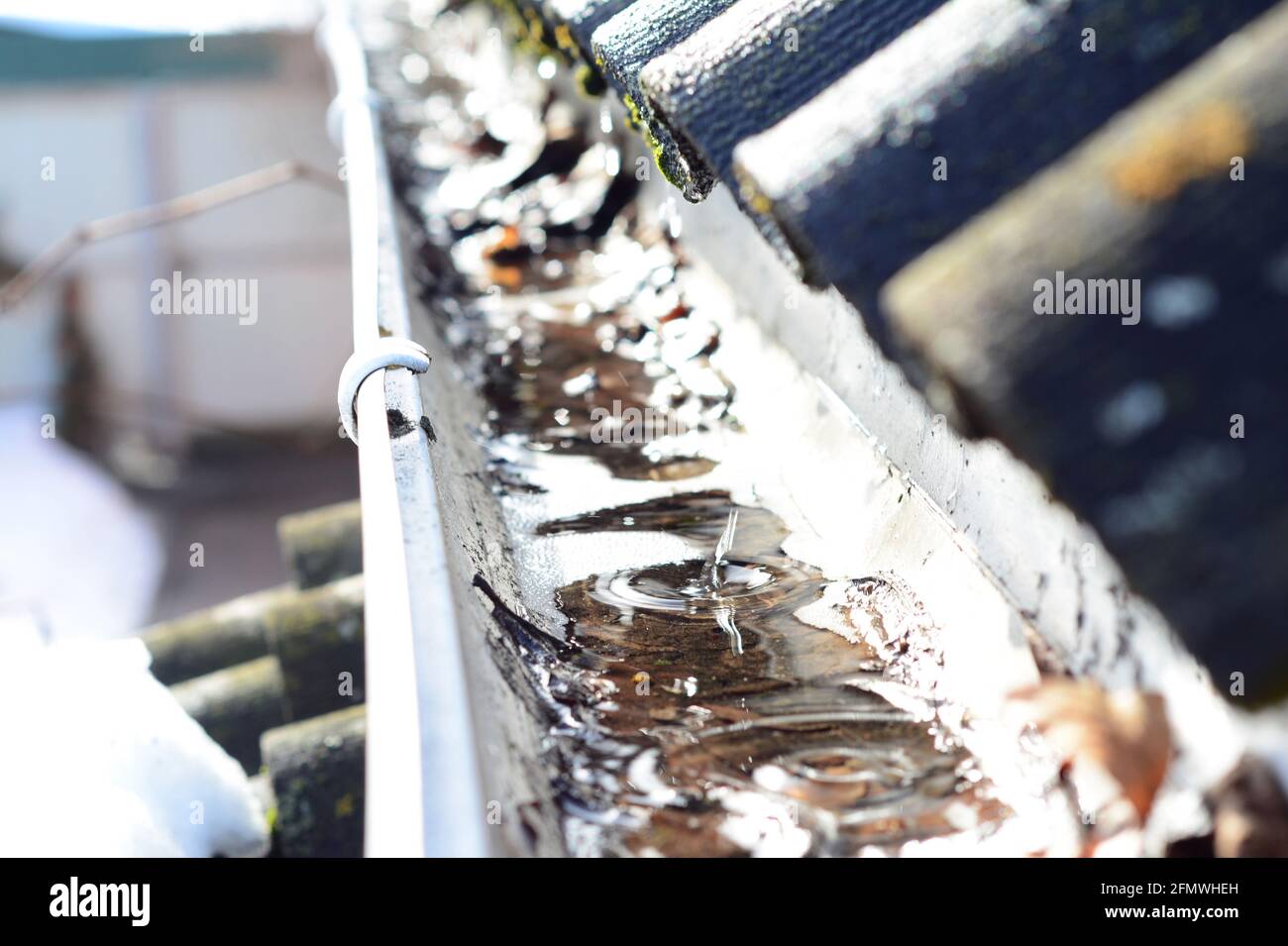 A close-up of a dirty, uncleaned rain gutter clogged with fallen leaves ...