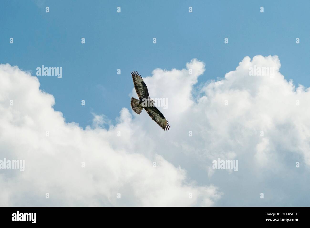 Large Buzzard floats in the blue sky with white clouds. Beautiful ...