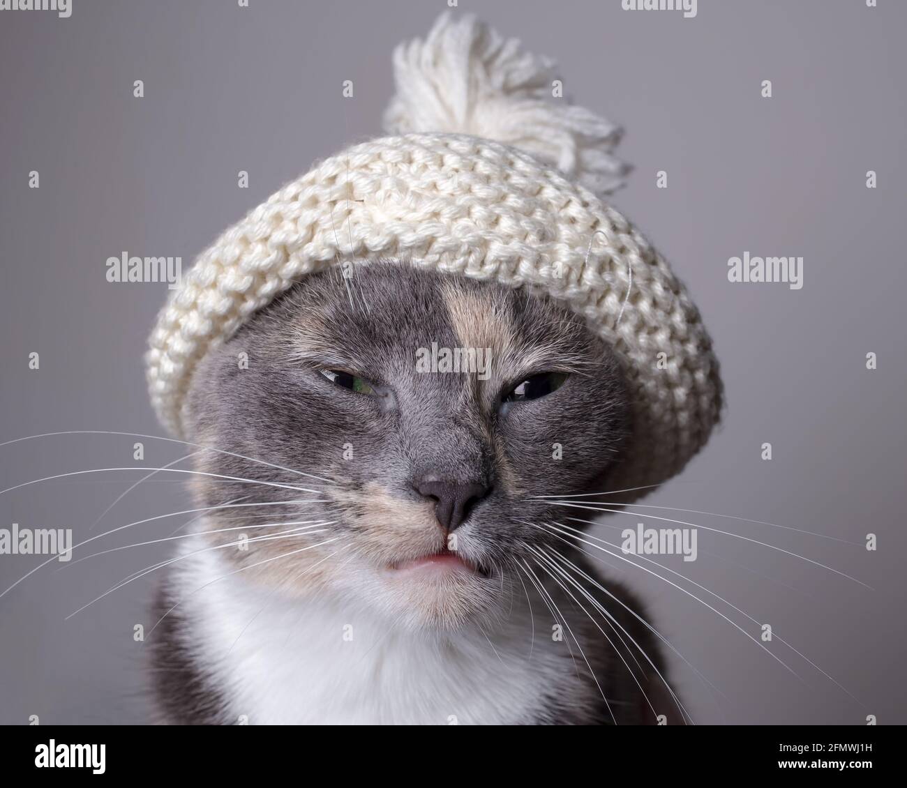 Disgruntled cat in a knitted hat looks angrily with narrowed eyes ...