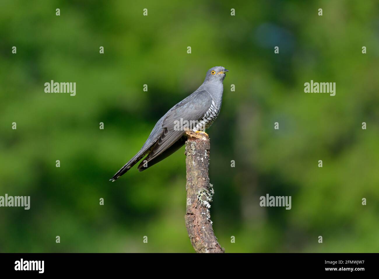 Cuckoo - Cuculus canorus Stock Photo - Alamy