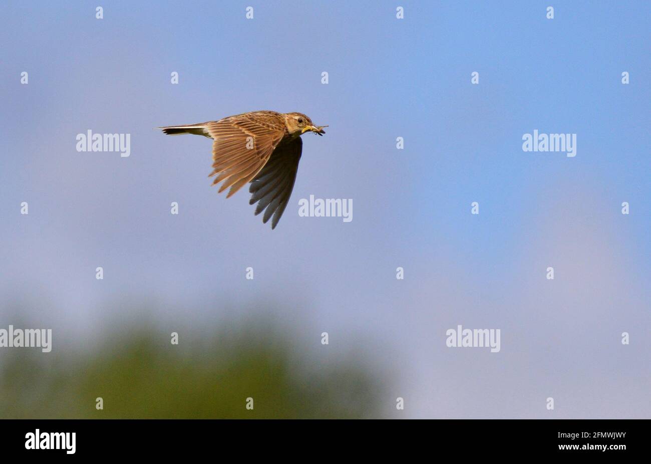 Skylark flying hi-res stock photography and images - Alamy