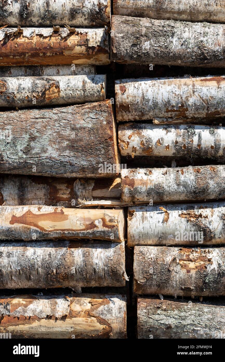 birch logs. a stack of trees. vertical frame. High quality photo Stock ...
