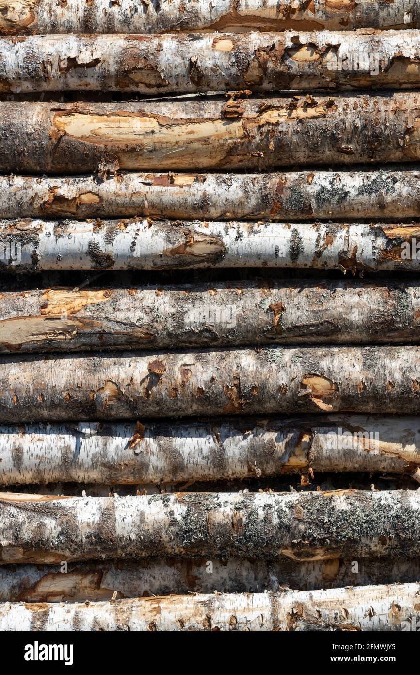 birch logs. a stack of trees. vertical frame. High quality photo Stock ...