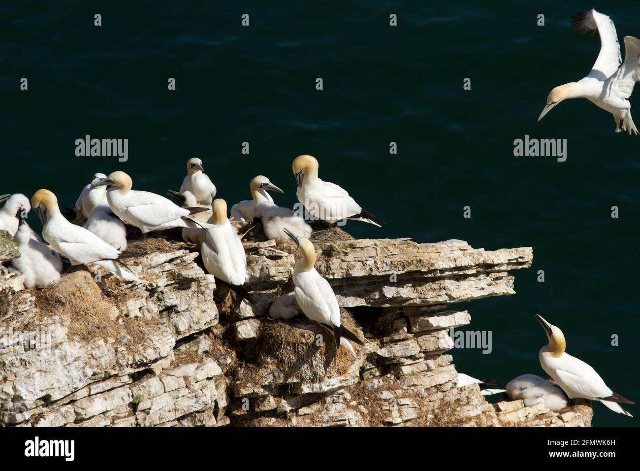 The RSPB Reserve at Bempton Cliffs in Yorkshire provides amazing ...