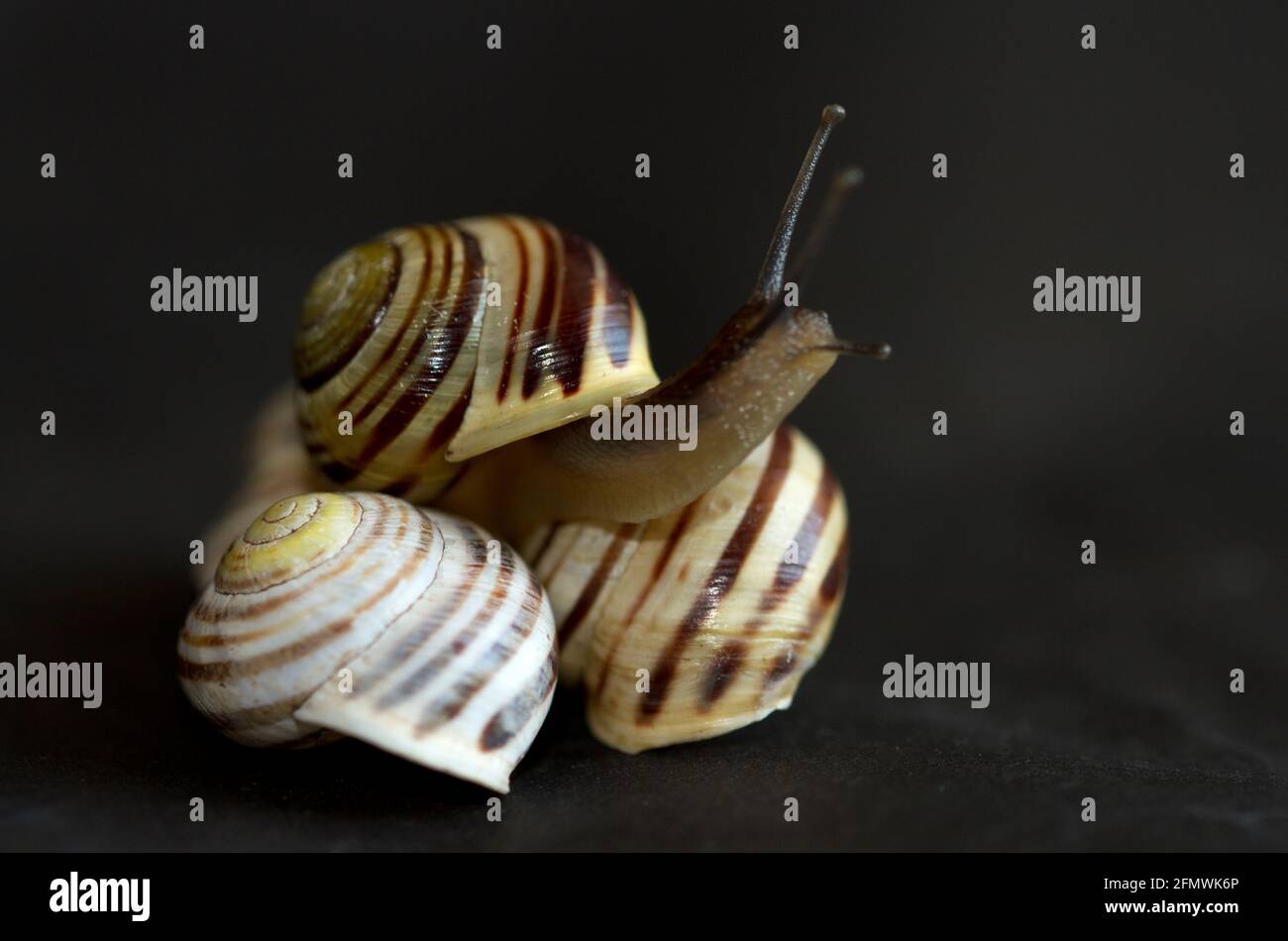 The colour of the shell lip is diagnostic in identifying the White ...