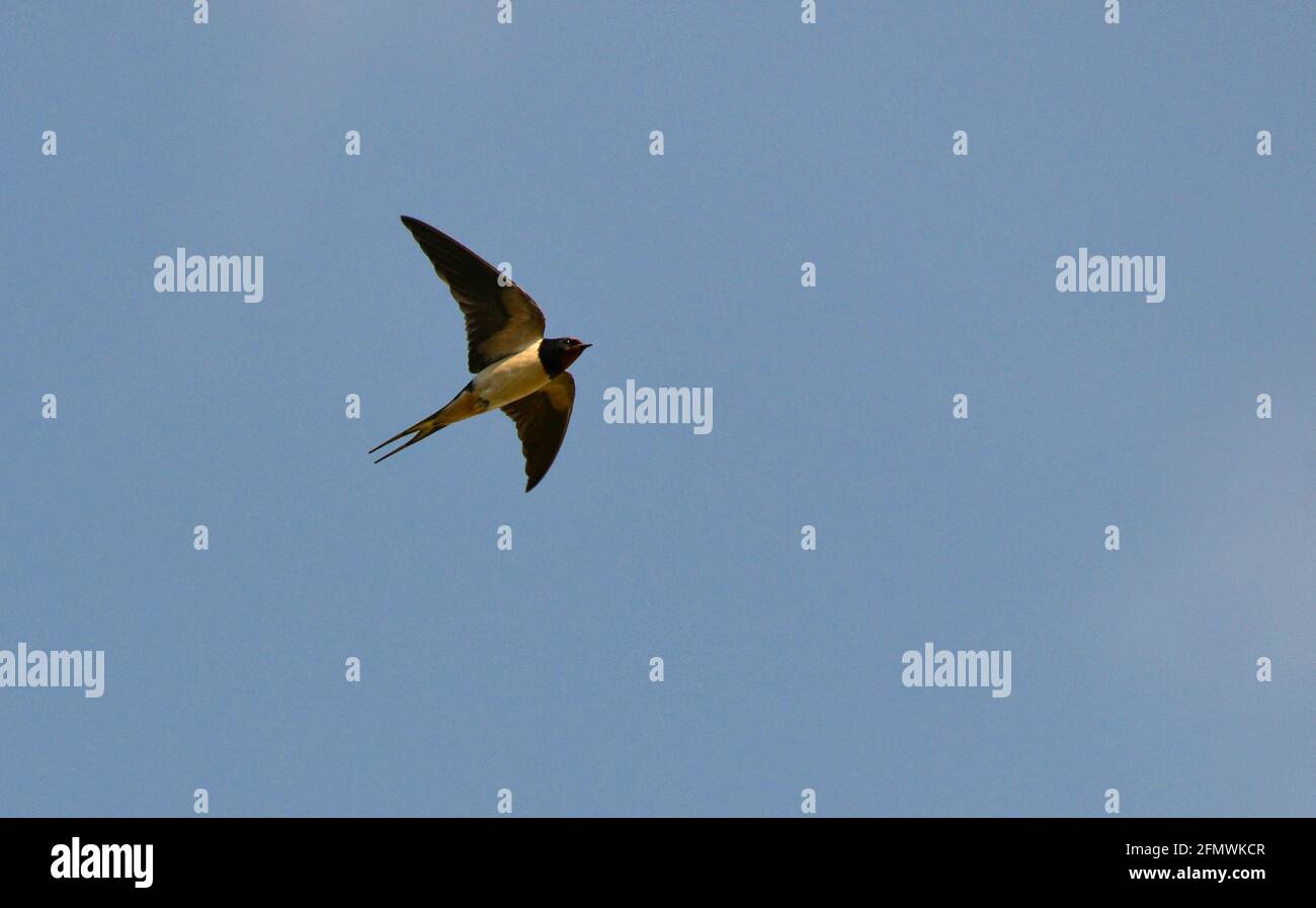 Barn Swallow - Hirundo rustica Stock Photo - Alamy