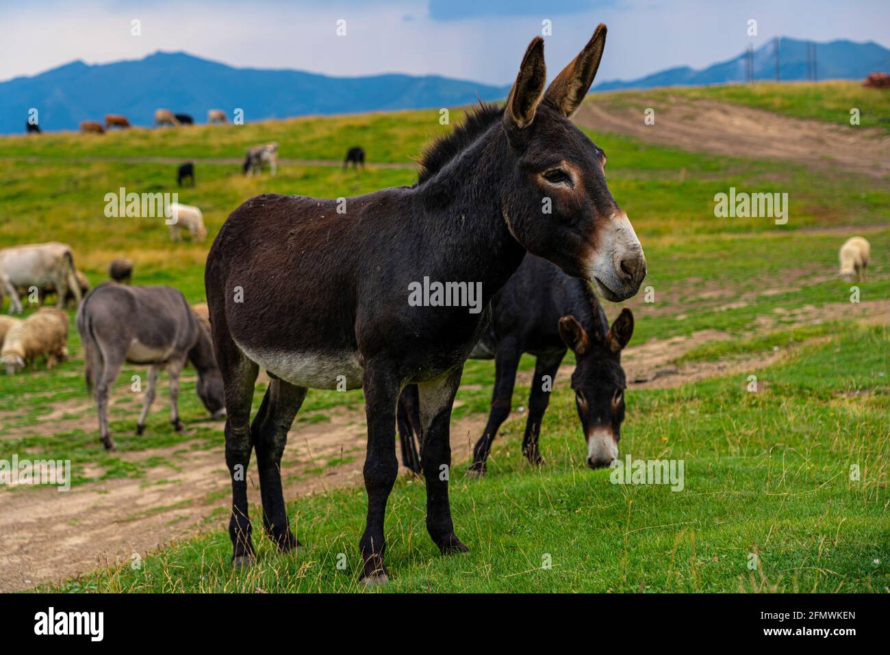 Tall donkey hi-res stock photography and images - Alamy