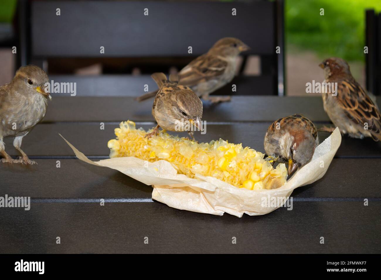 Funny little sparrows hi-res stock photography and images - Alamy