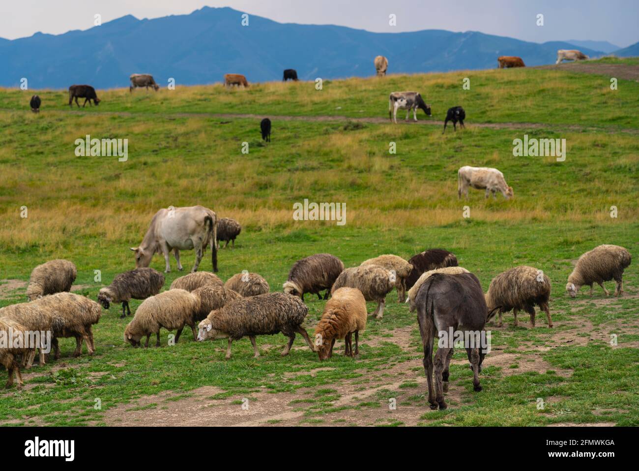 Donkey chasing hi-res stock photography and images - Alamy