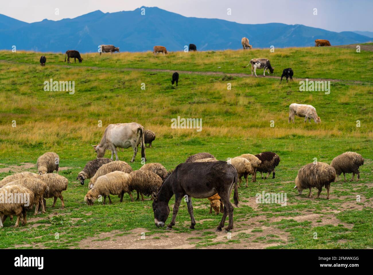Donkey chasing hi-res stock photography and images - Alamy