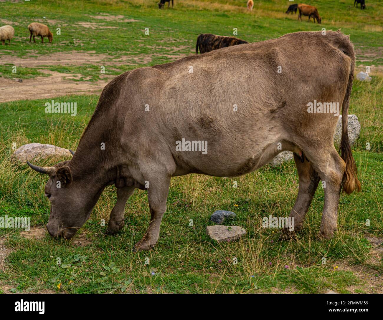 Gray cow eats grass in the meadow Stock Photo - Alamy