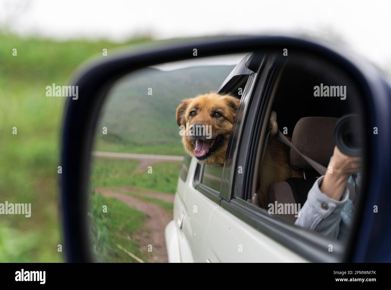Dog in side view mirror. Traveling by car with dog Stock Photo - Alamy