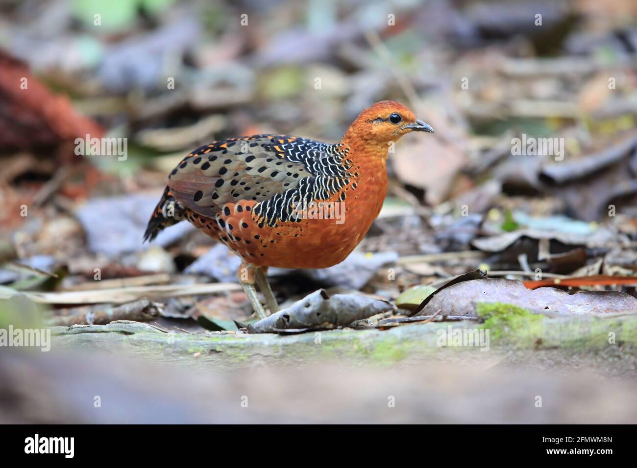 Ferruginous Partridge (Caloperdix oculeus) in Malaysia Stock Photo - Alamy