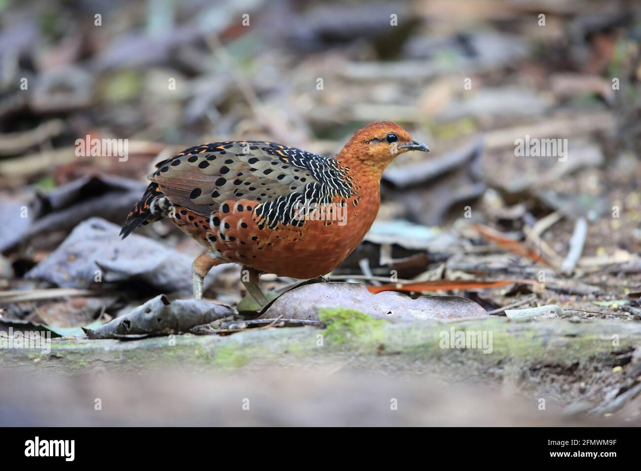 Ferruginous Partridge (Caloperdix oculeus) in Malaysia Stock Photo - Alamy