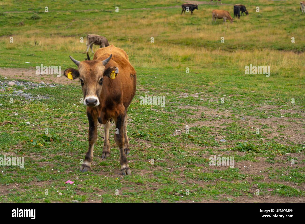 Gray cow eats grass in the meadow Stock Photo - Alamy