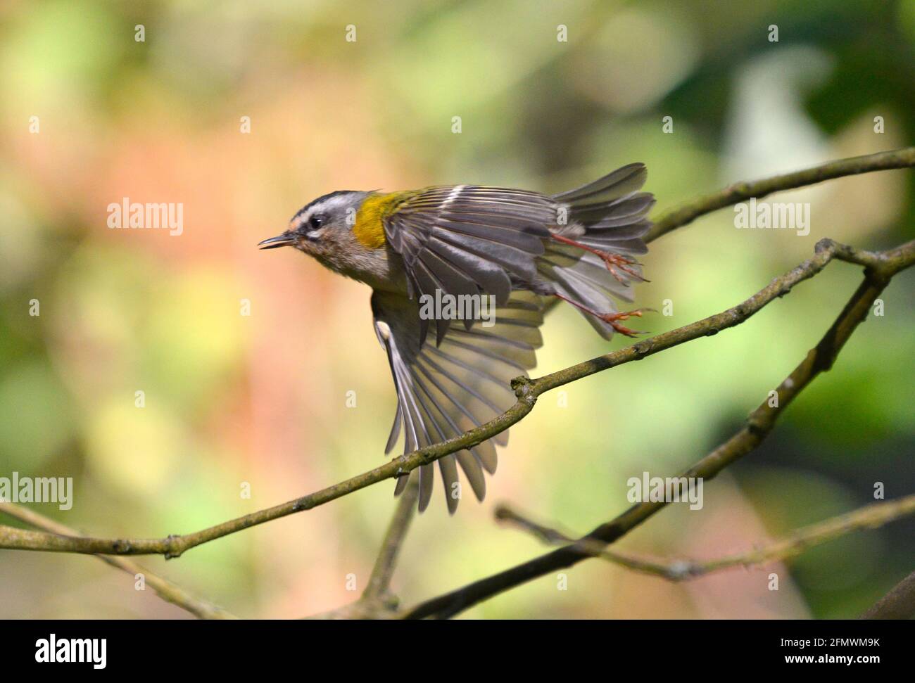 Firecrest - Regulus ignicapilla Stock Photo - Alamy