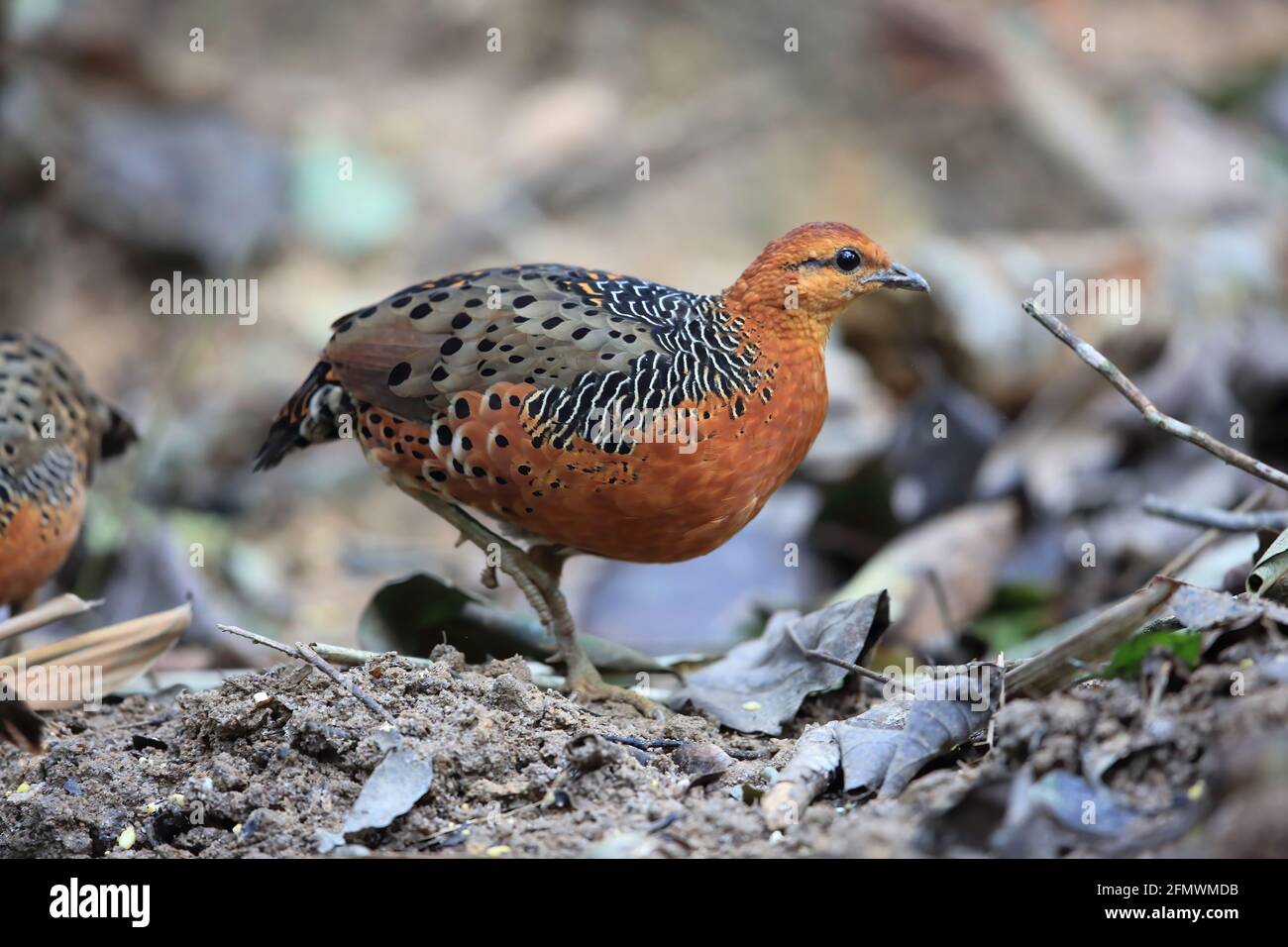 Ferruginous Partridge (Caloperdix oculeus) in Malaysia Stock Photo - Alamy