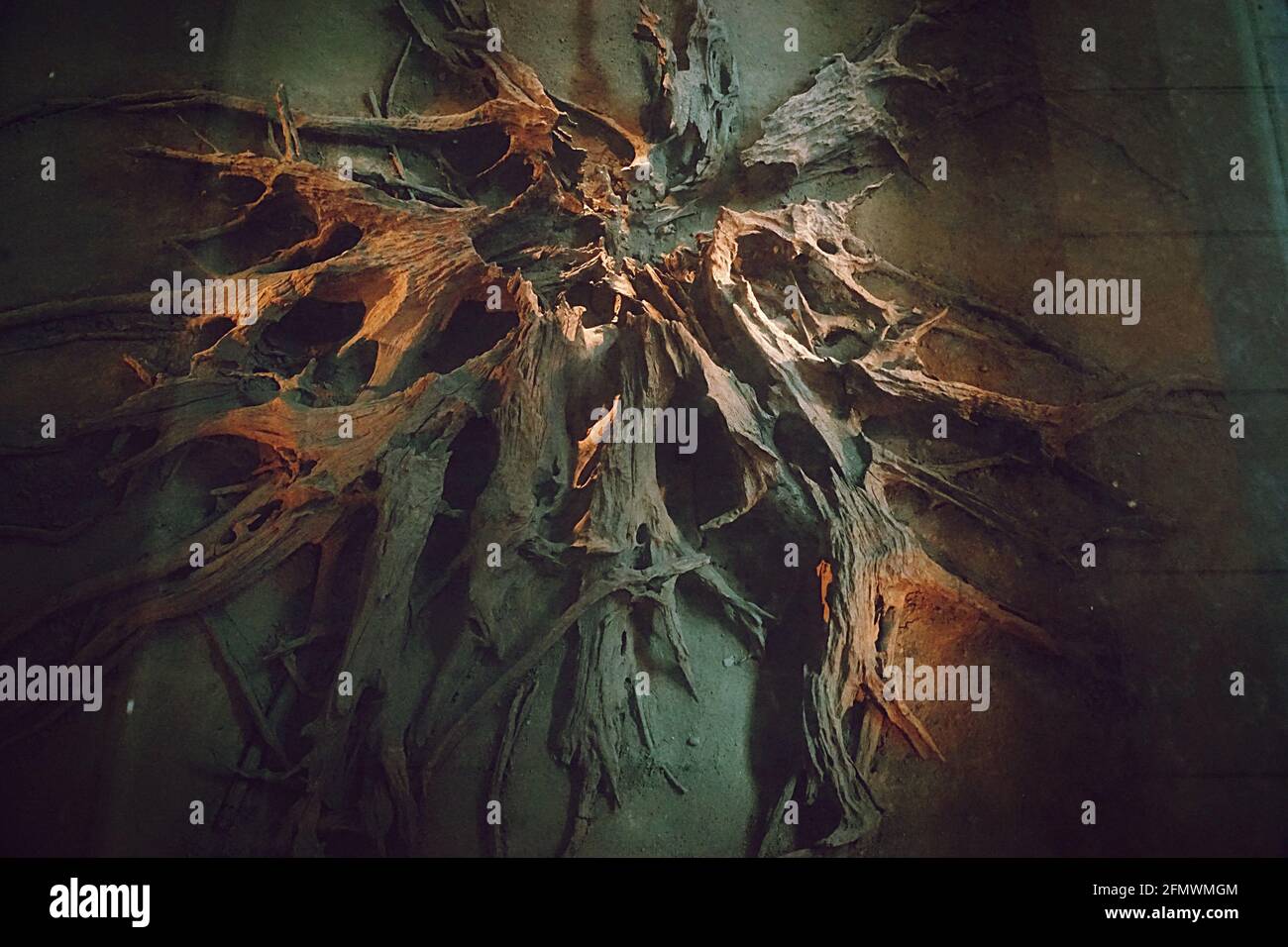 High angle shot of rotten tree roots in an exhibit Stock Photo - Alamy