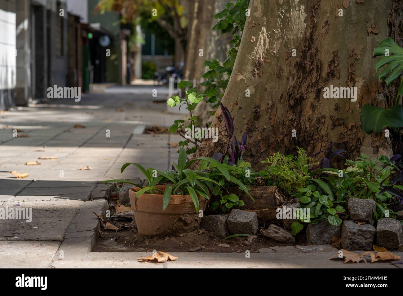 Plant under tree pavement hi-res stock photography and images - Alamy