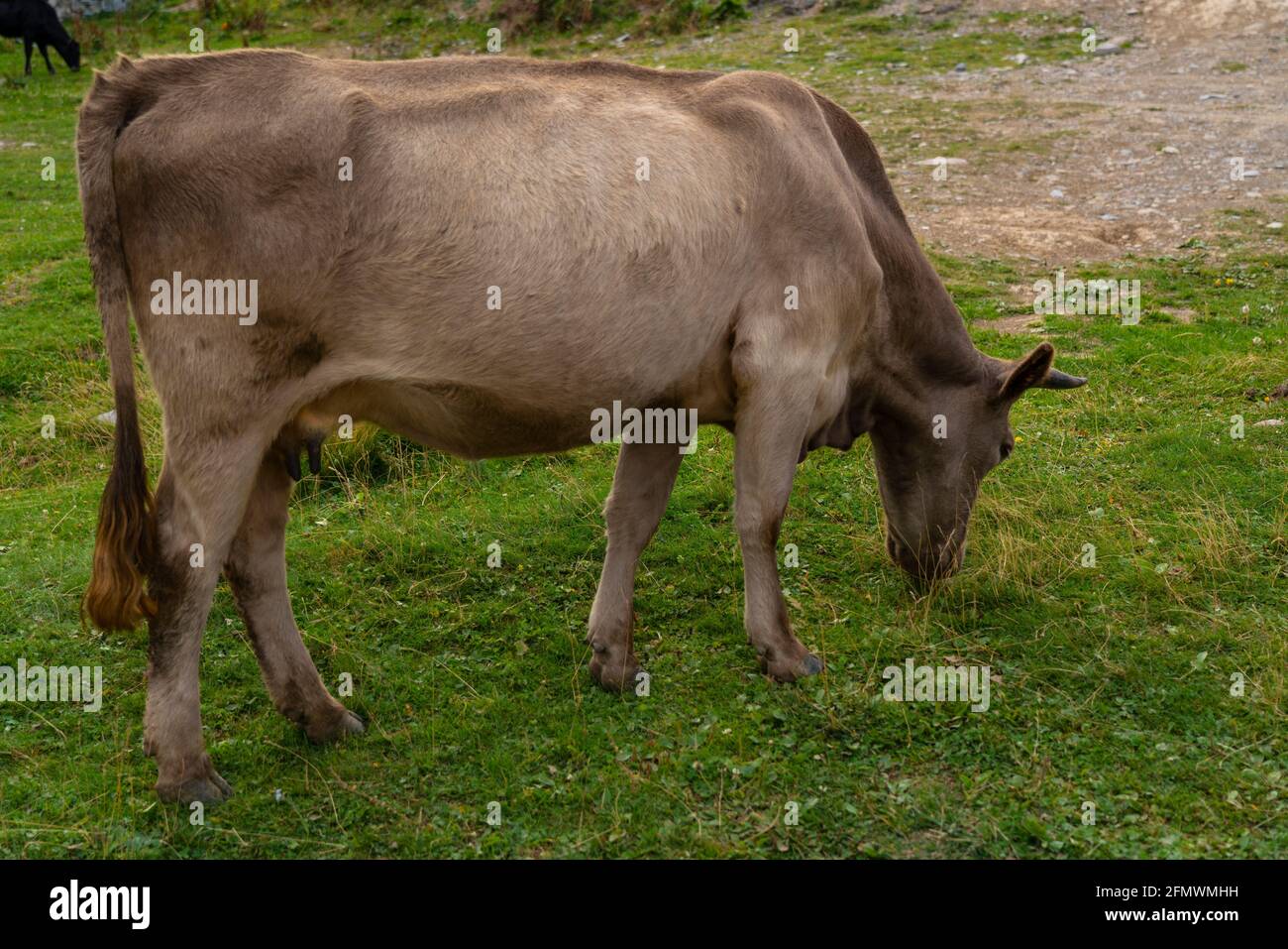Gray cow eats grass in the meadow Stock Photo - Alamy