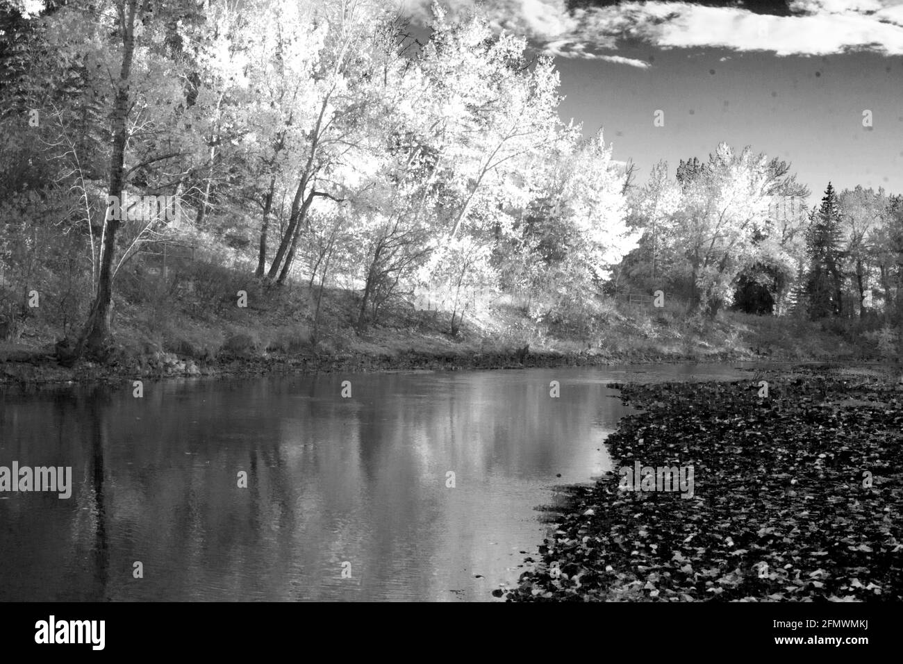 Grayscale shot of a river flowing through a forest Stock Photo - Alamy