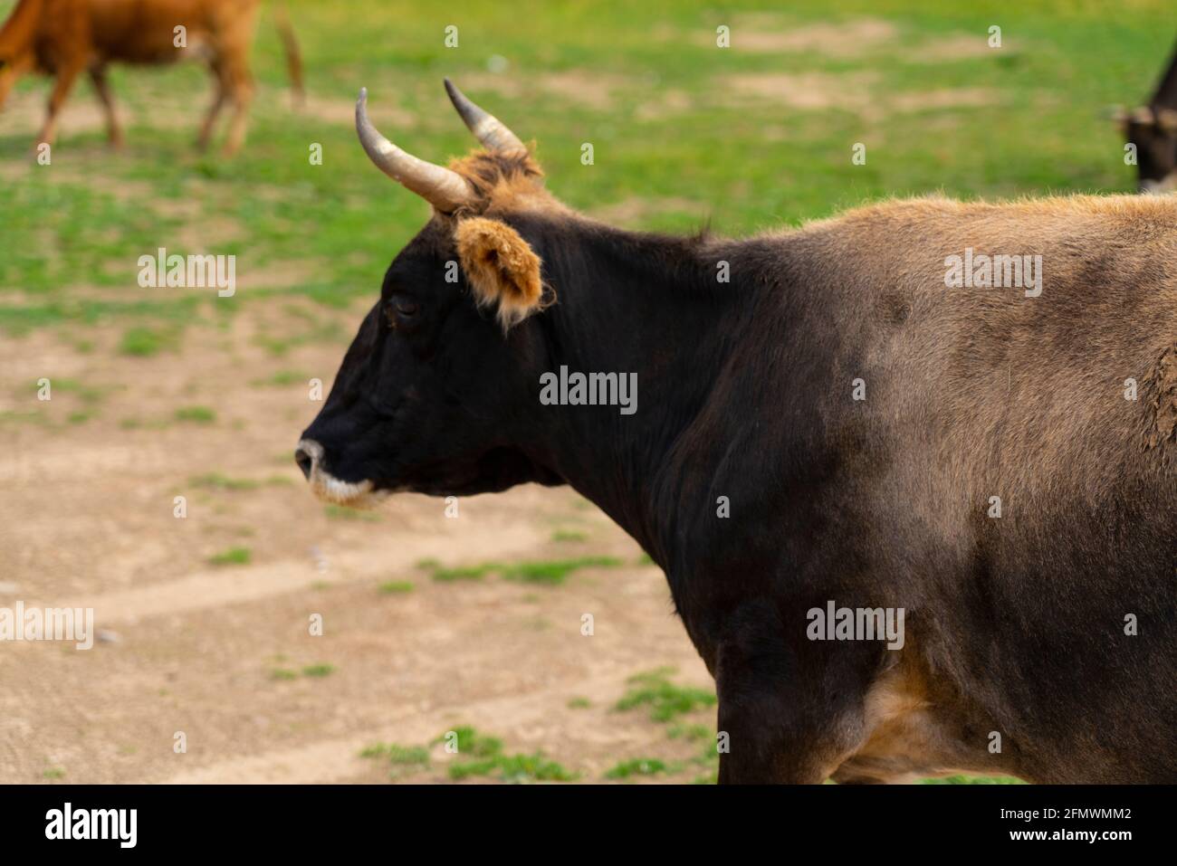 Grey cattle race hi-res stock photography and images - Alamy