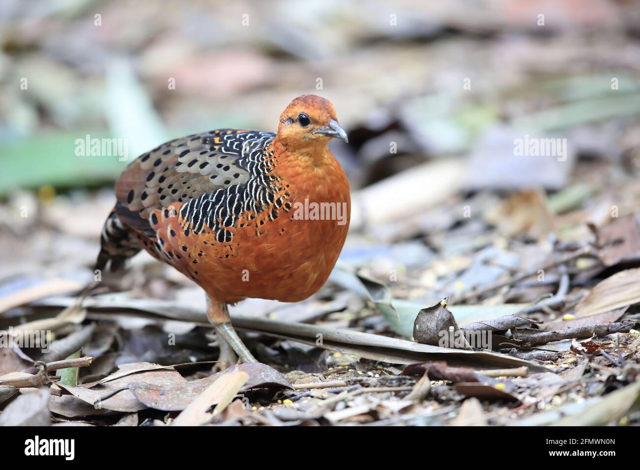Ferruginous Partridge (Caloperdix oculeus) in Malaysia Stock Photo - Alamy