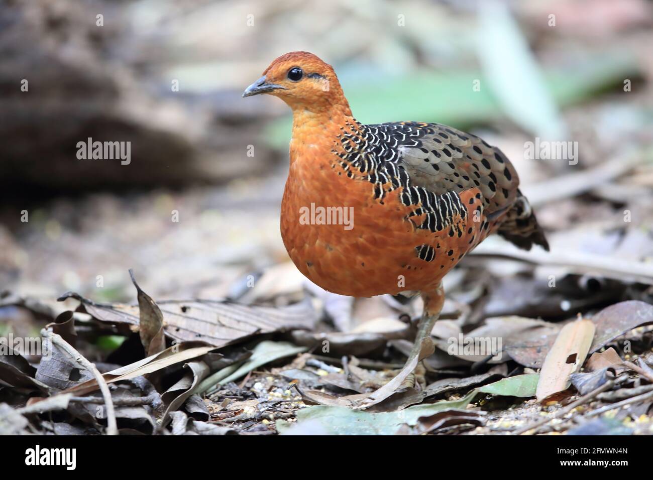 Ferruginous Partridge (Caloperdix oculeus) in Malaysia Stock Photo - Alamy