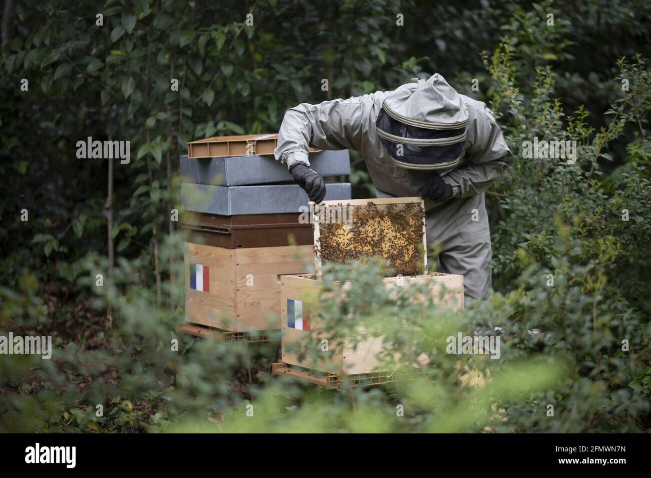 Exclusive - Beekeeper Xavier Firmin installs his first two beehives in ...