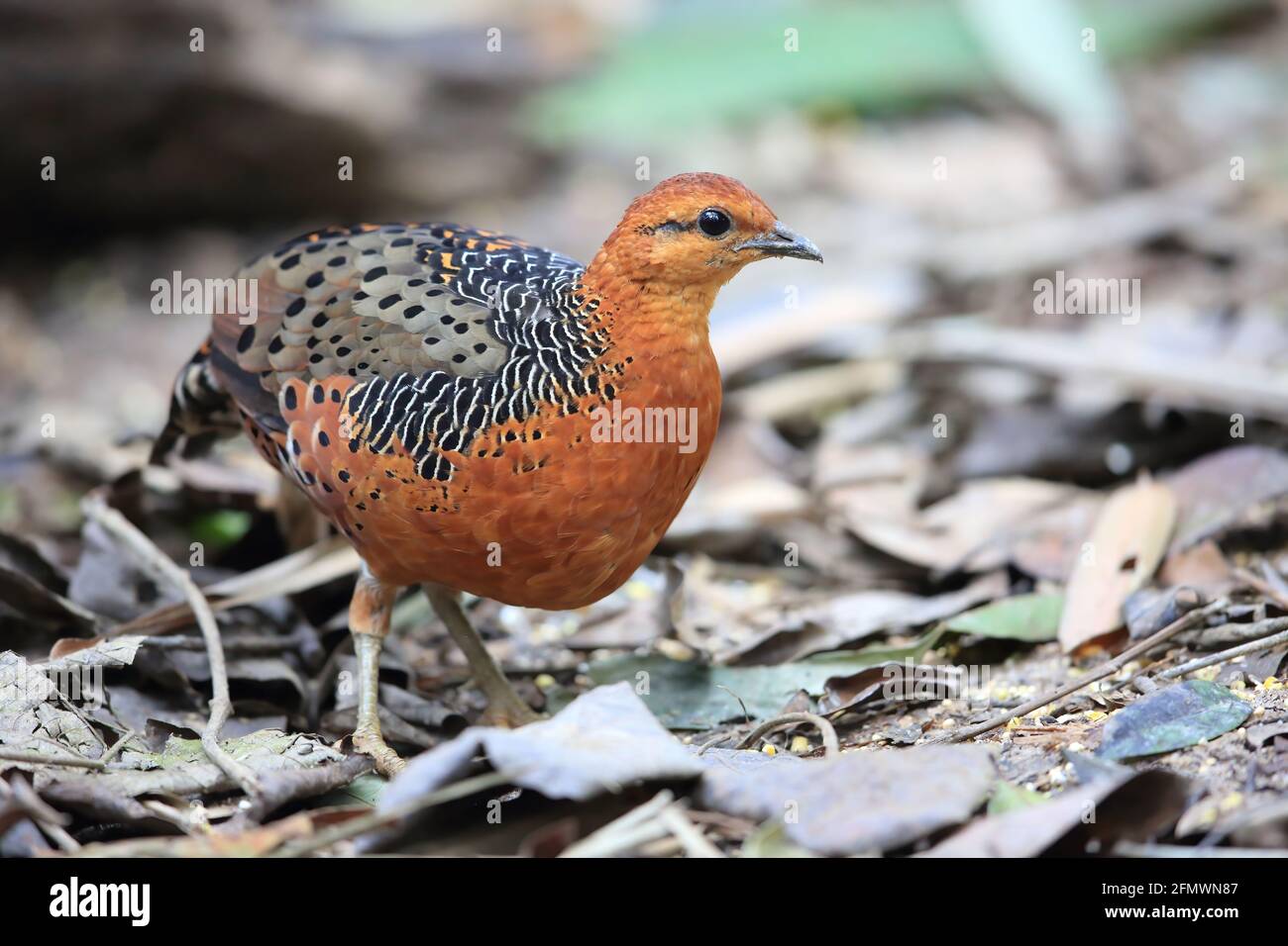 Ferruginous Partridge (Caloperdix oculeus) in Malaysia Stock Photo - Alamy