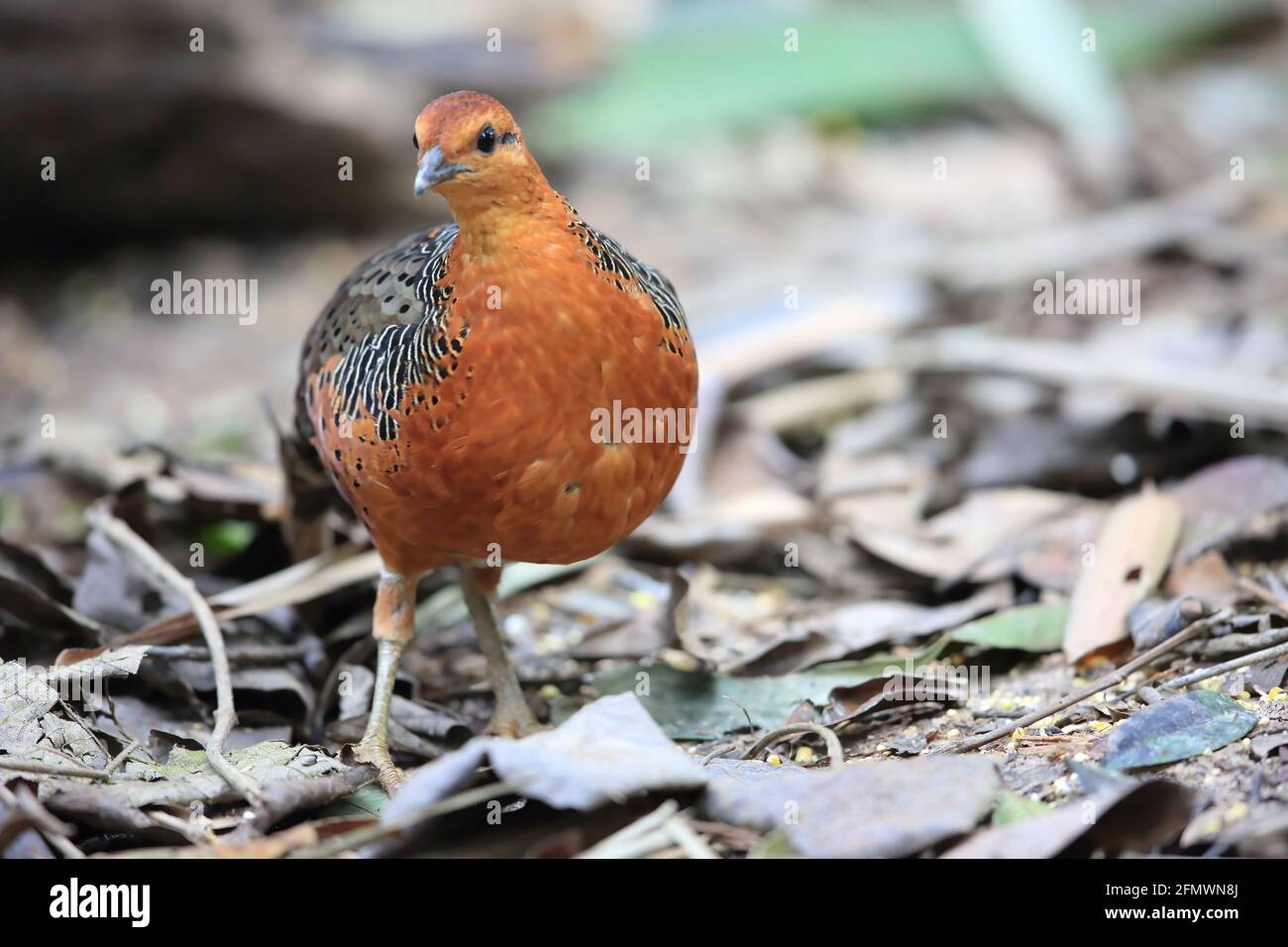 Ferruginous partridge hi-res stock photography and images - Alamy