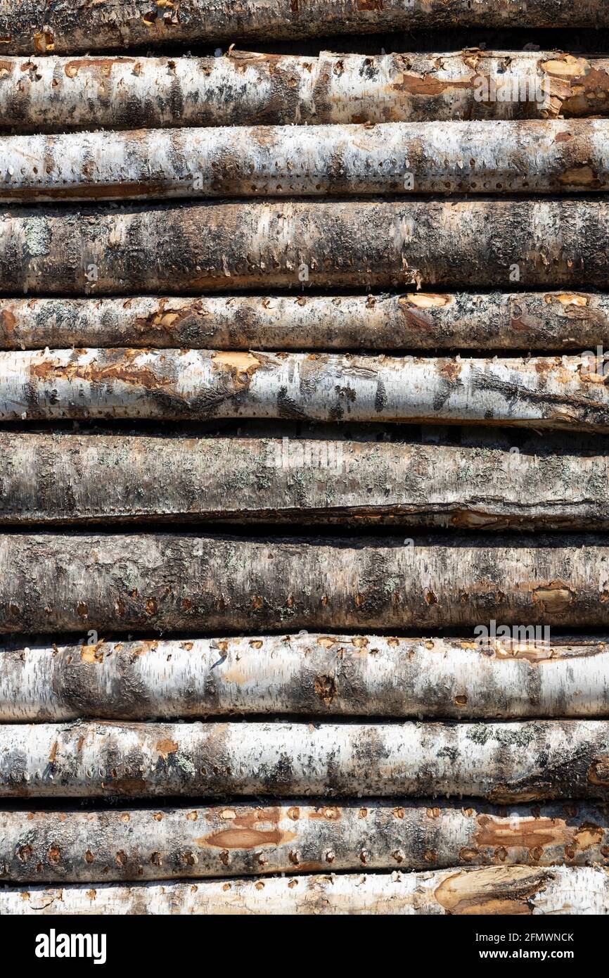 birch logs. a stack of trees. vertical frame. High quality photo Stock ...