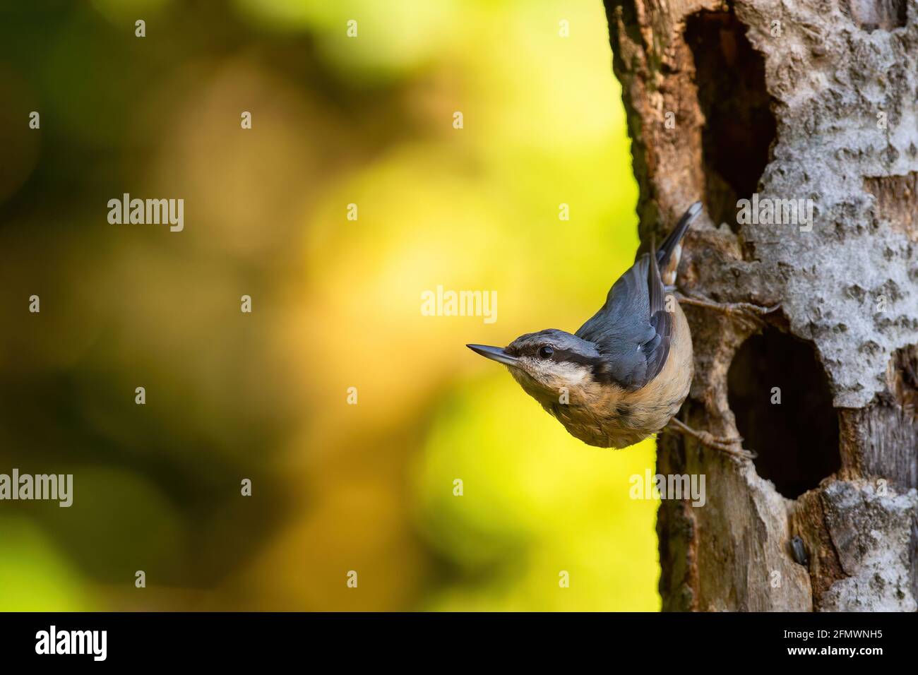Climbing bird hi-res stock photography and images - Alamy
