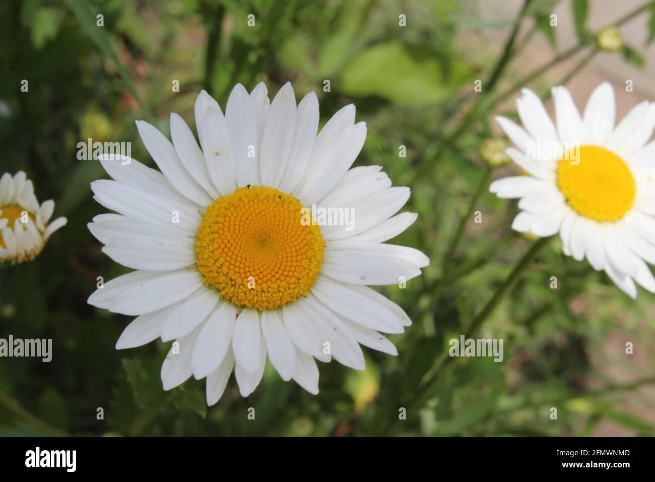 daisy view from above. Medicinal plant. White flower with yellow middle ...