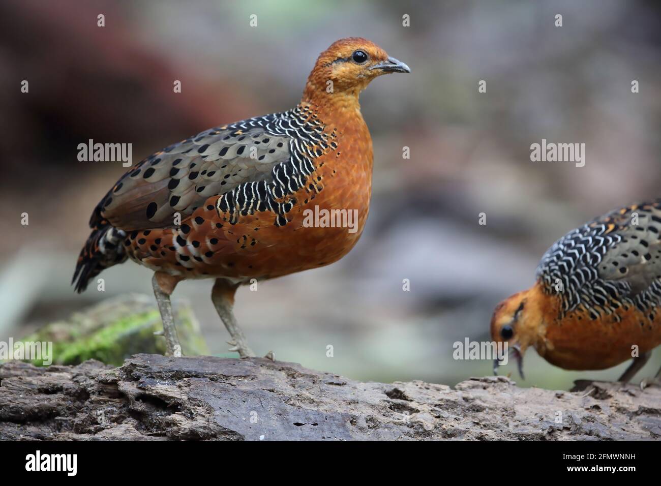 Ferruginous Partridge (Caloperdix oculeus) in Malaysia Stock Photo - Alamy