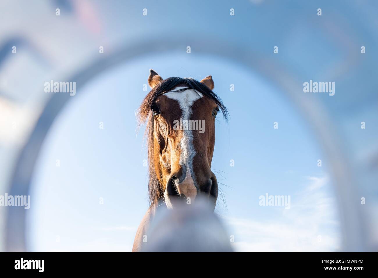 Horseshoe [made of metal] hi-res stock photography and images - Alamy