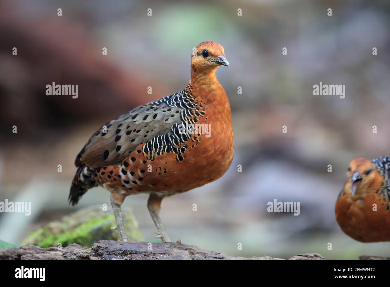 Ferruginous Partridge (Caloperdix oculeus) in Malaysia Stock Photo - Alamy