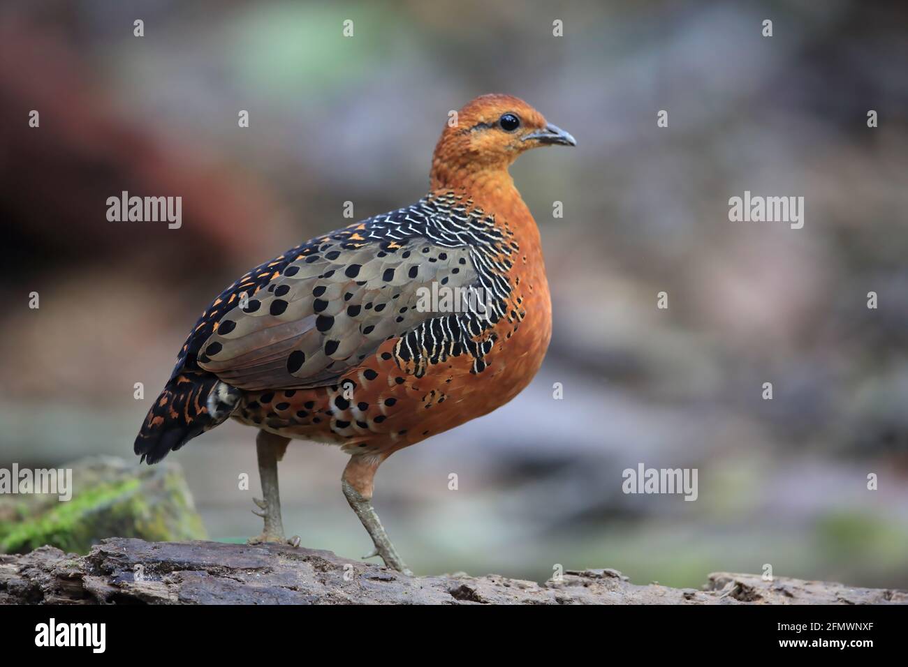 Ferruginous Partridge (Caloperdix oculeus) in Malaysia Stock Photo - Alamy