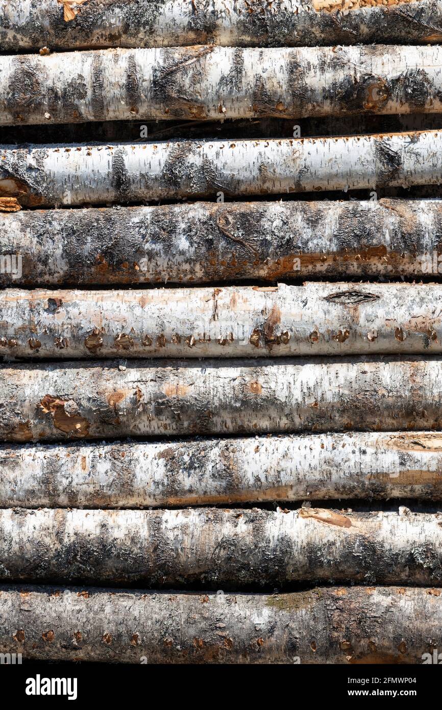 birch logs. a stack of trees. vertical frame. High quality photo Stock ...