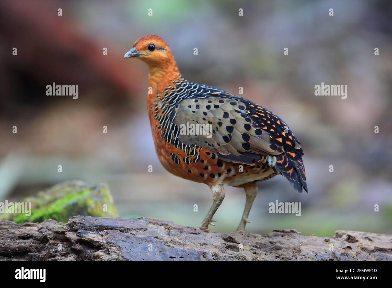 Ferruginous Partridge (Caloperdix oculeus) in Malaysia Stock Photo - Alamy