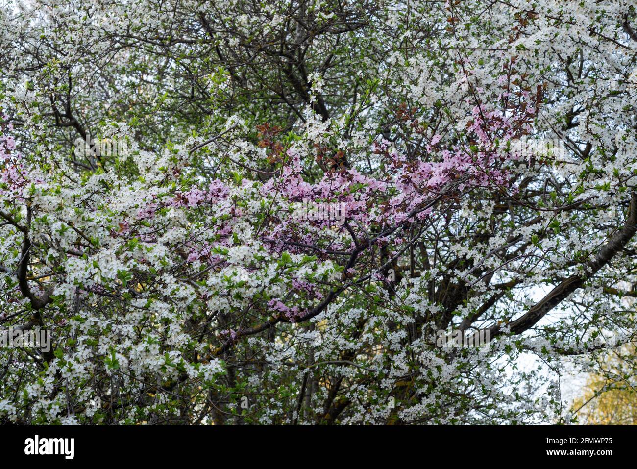 Plum trees and flowering hi-res stock photography and images - Alamy