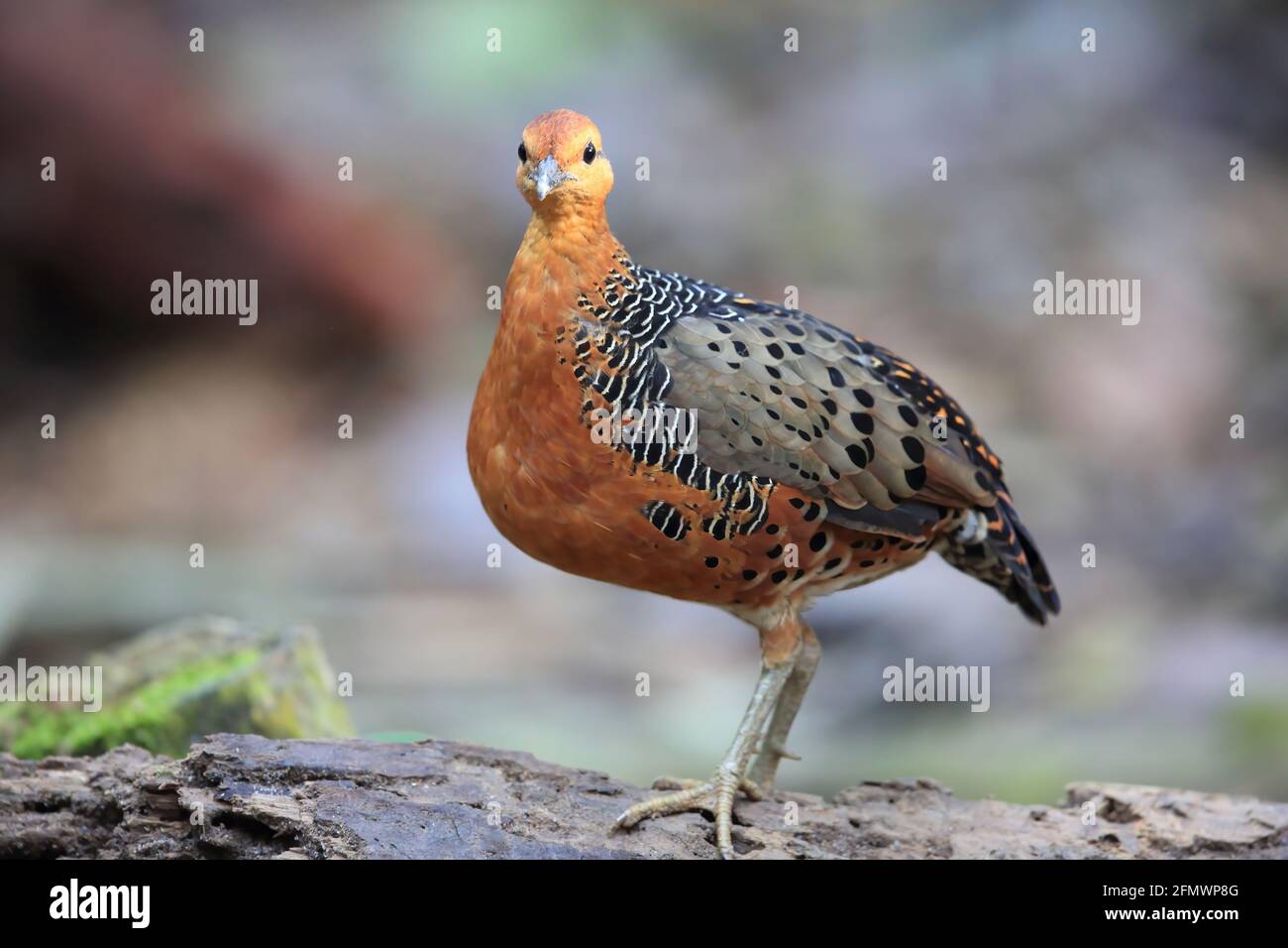 Ferruginous Partridge (Caloperdix oculeus) in Malaysia Stock Photo - Alamy