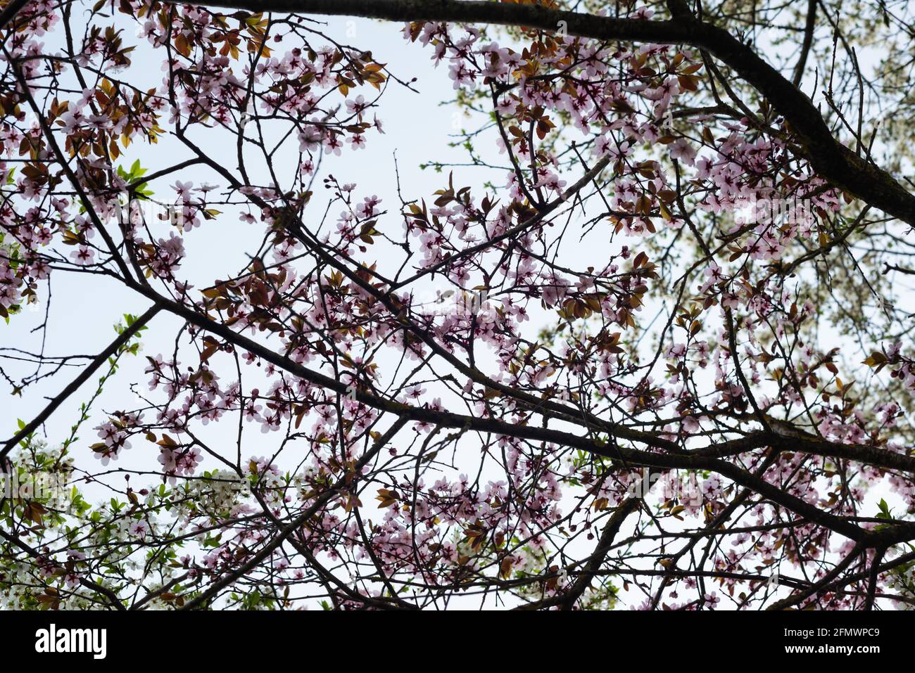 Purple plum blossom hi-res stock photography and images - Alamy